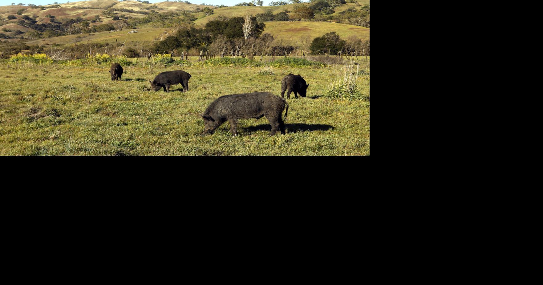 Wild pigs' flesh turning 'neon blue' in California. Authorities are ...