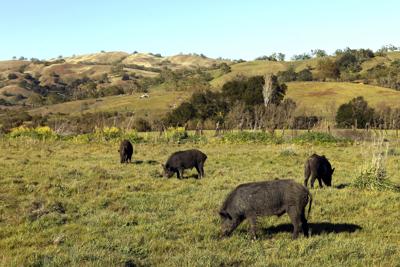 Wild pigs' flesh turning 'neon blue' in California. Authorities are ...