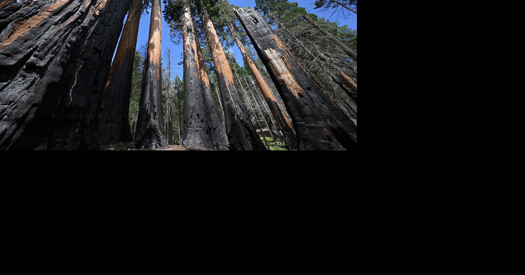 If the giant sequoia is dying out, why are there tens of thousands of ...
