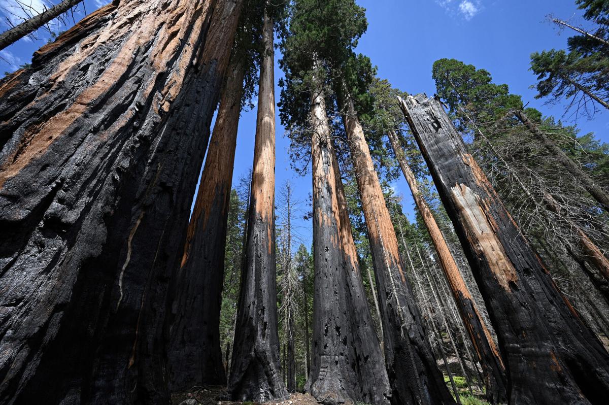If the giant sequoia is dying out, why are there tens of thousands of ...