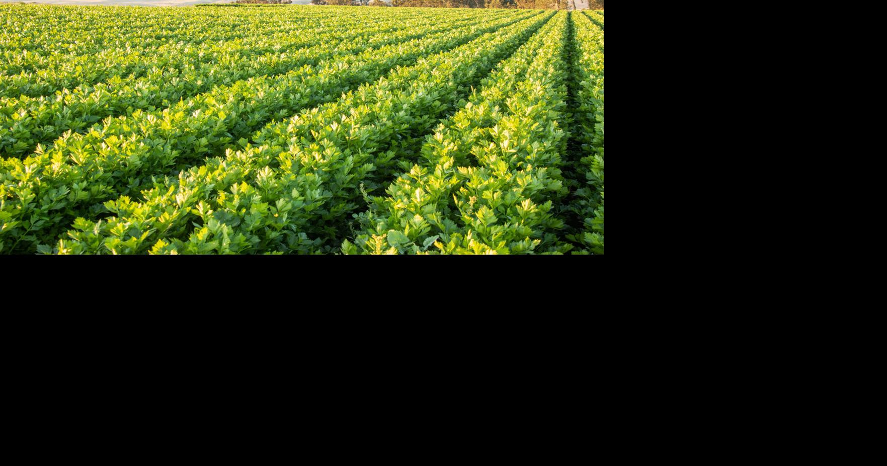 Kevin Merrill: Remember to thank a farmer, as you sit down to eat ...