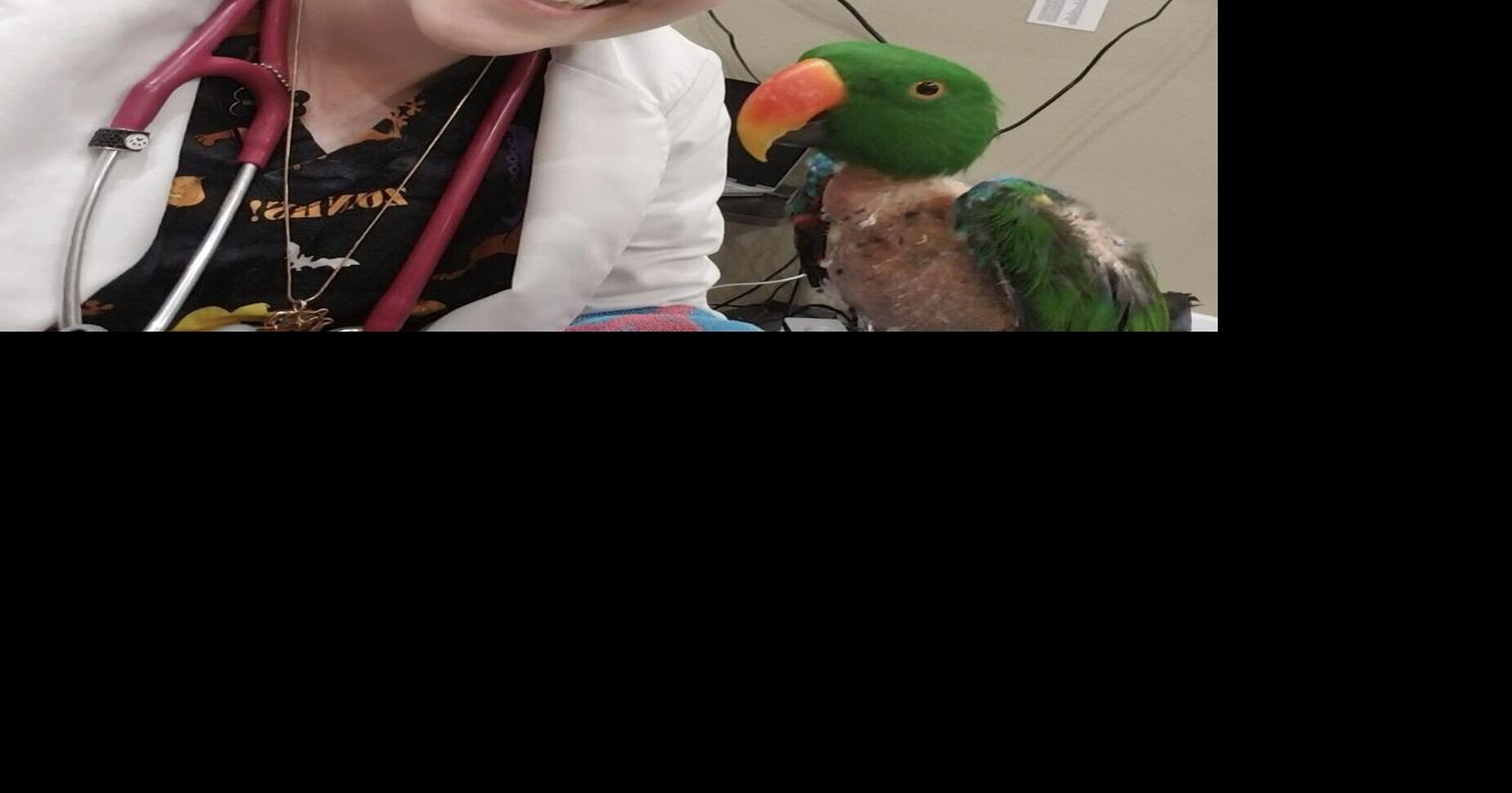 From freedom to caged calls: Understanding parrot behaviors | Ask Dr ...