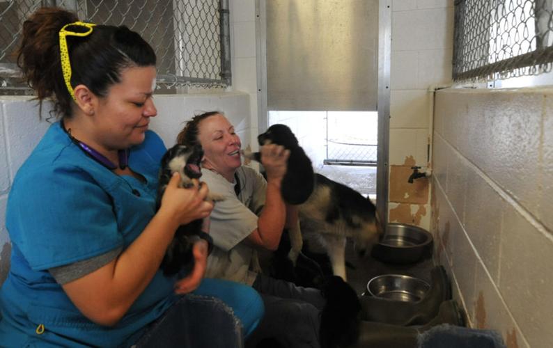 Grand jury seeks changes to animal control | Local News ...