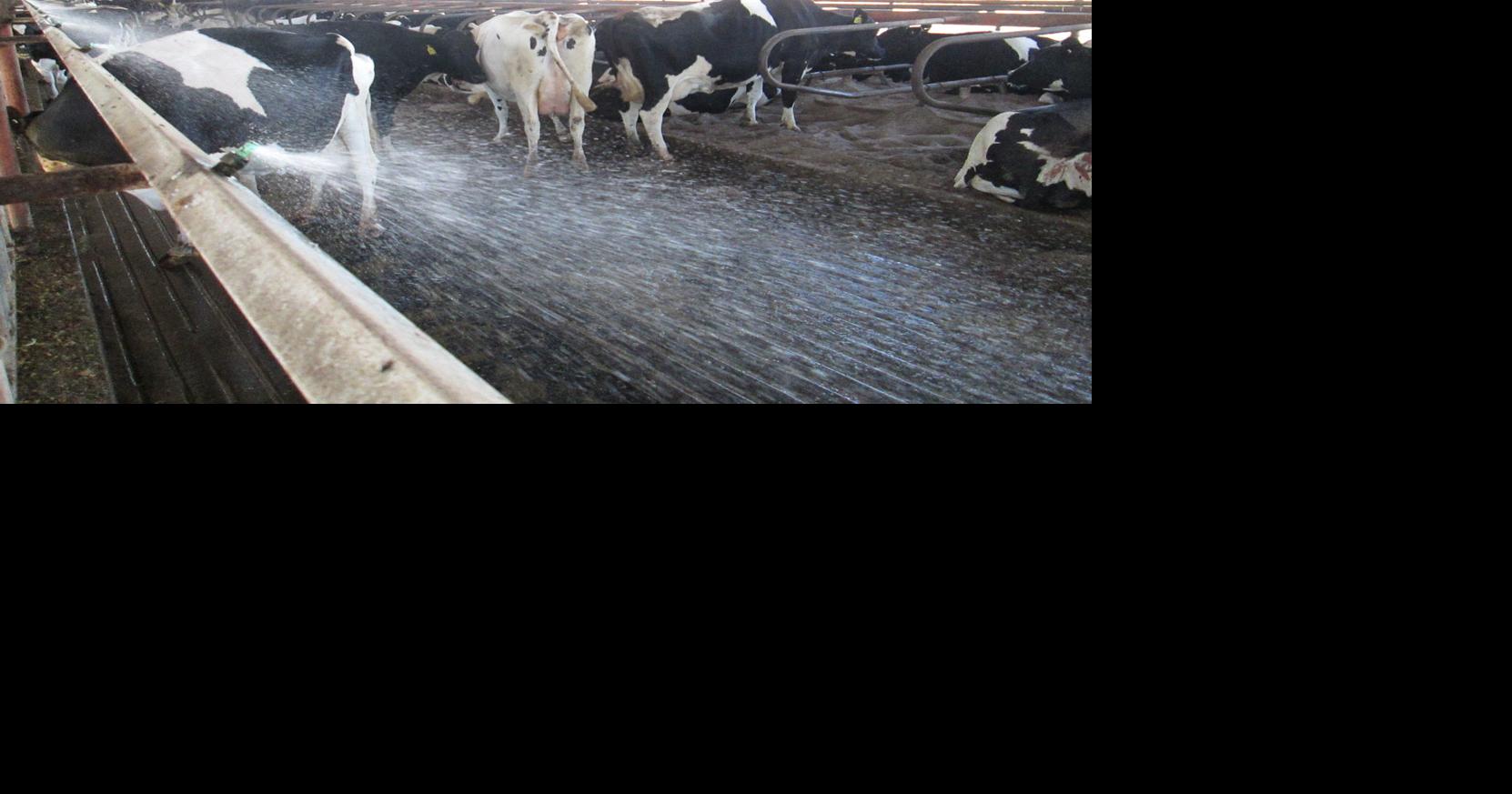 County declares dead cow emergency | Local News | hanfordsentinel.com