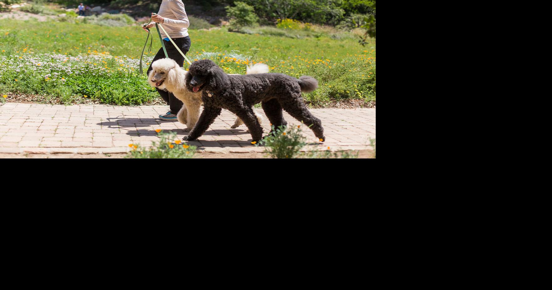 The power of dog | Gene Lyons | Columnist | hanfordsentinel.com