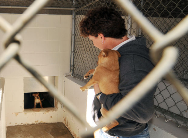 County Animal Services has lower euthanasia rate in 2012 | Local News ...