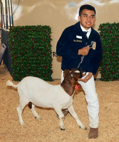 Shelley Baird students raise goats for Kings Fair auction | Lifestyles ...