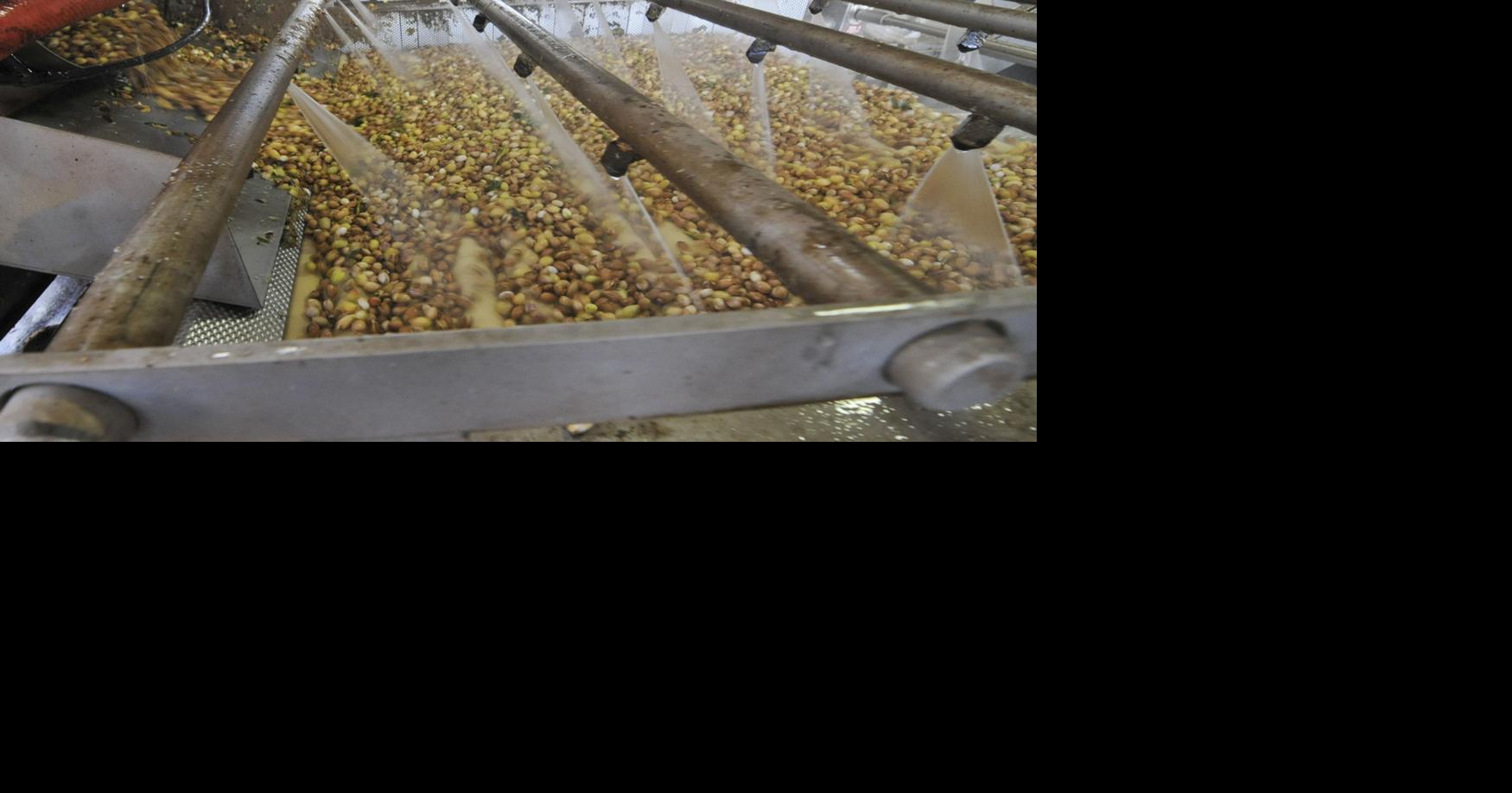 Pistachio Processing | | hanfordsentinel.com