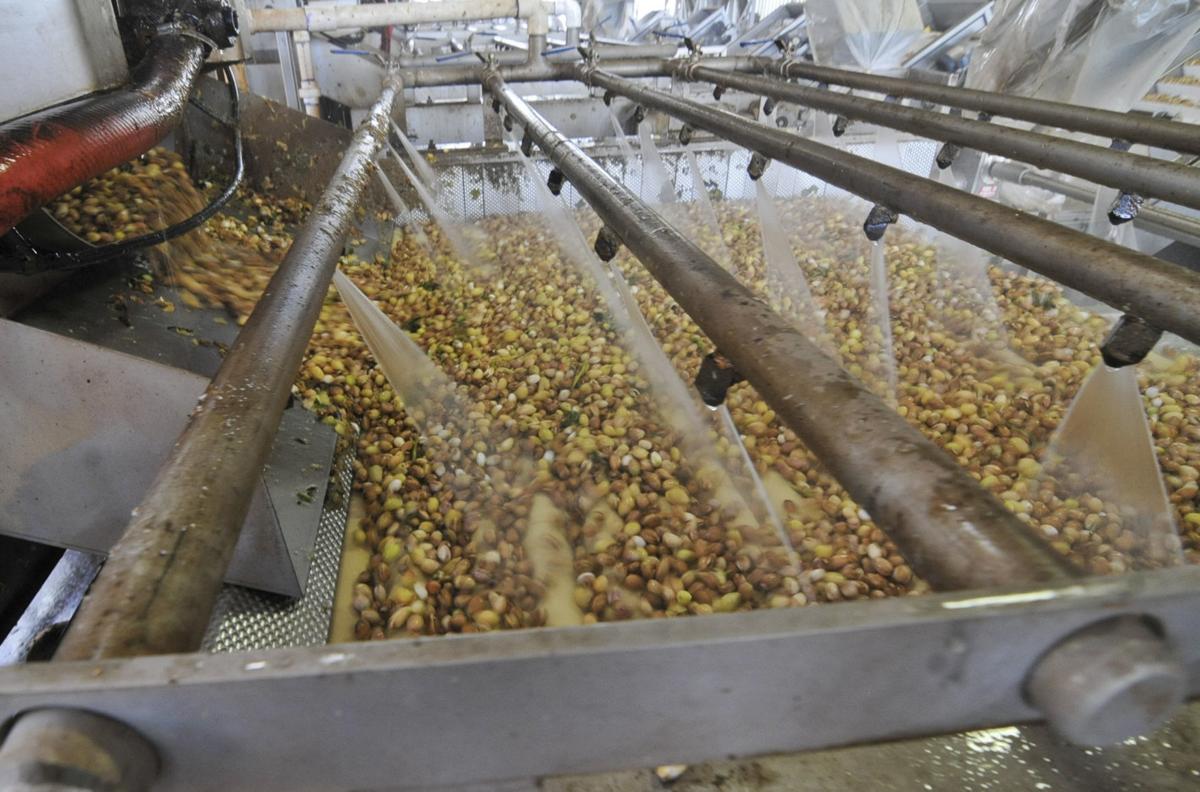 Pistachio Processing | | hanfordsentinel.com