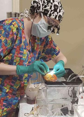 Lemoore vet operates on pet goldfish | Local News | hanfordsentinel.com