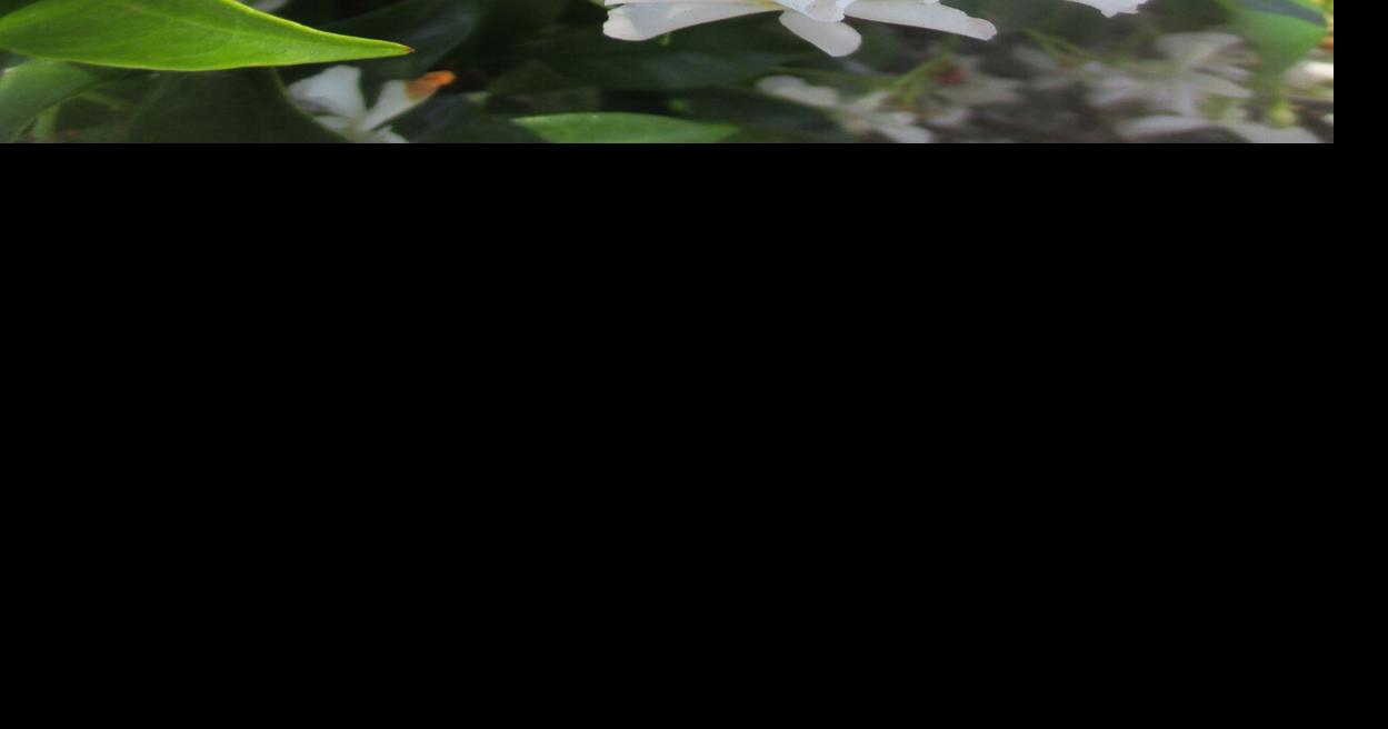 Fragrant bloom appeals to pollinators | Tony Tomeo | Lifestyles ...