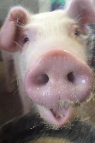 FFA students ready to compete, host banquet | Local News | Selma ...