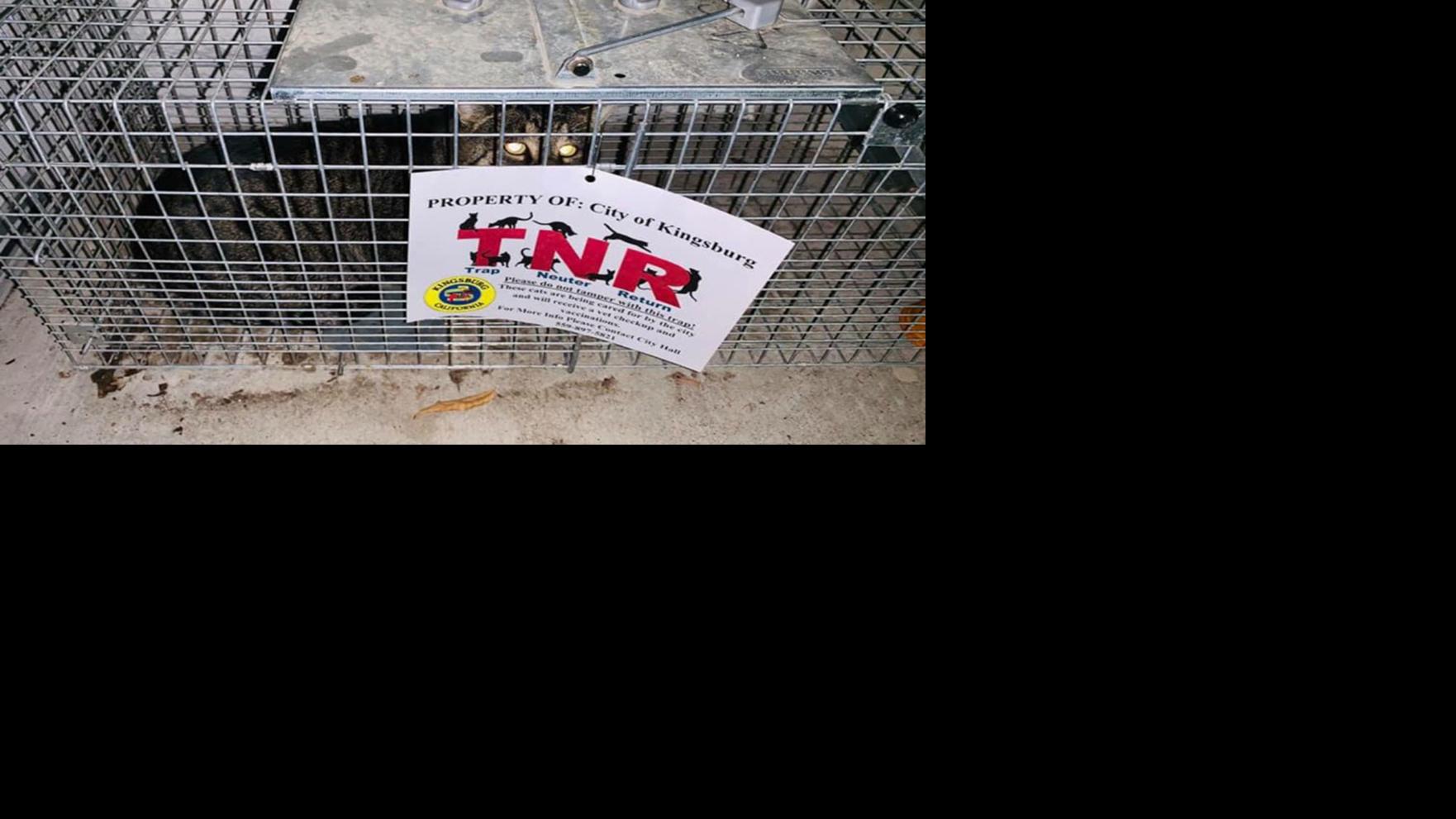 TNR Program to help stray cats | Community | hanfordsentinel.com