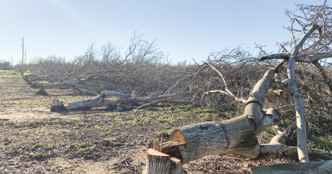 Kings, Tulare walnut growers in a world of hurt | John Lindt | business ...
