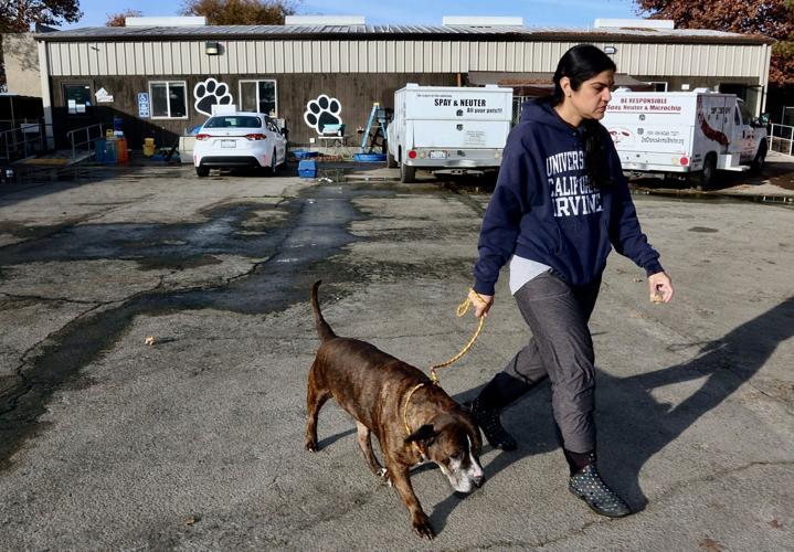 Selma animal shelter forced to close, leaving nearly 100 animals in ...