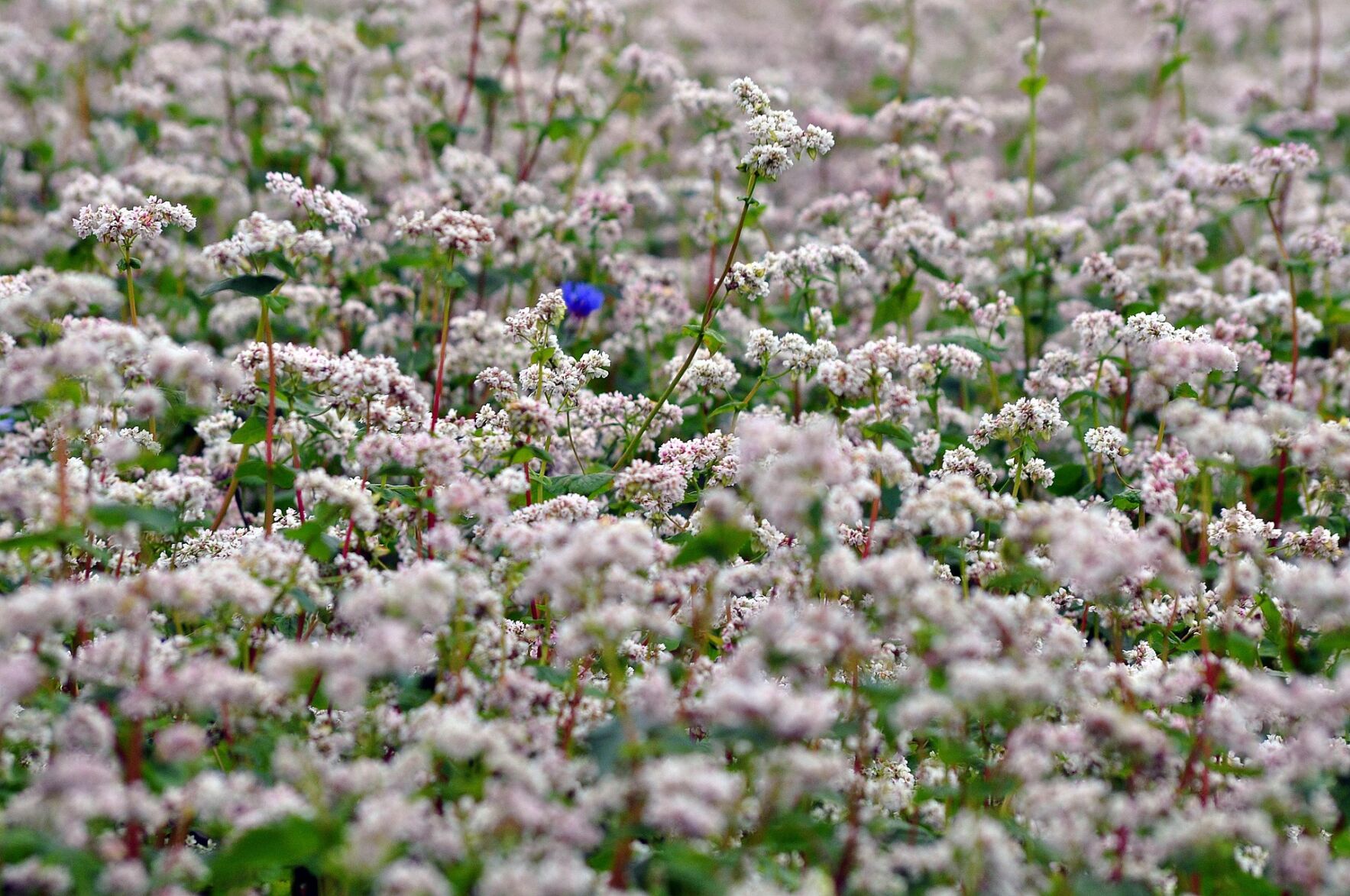 Native buckwheats for Central Valley gardens | Master Gardener ...