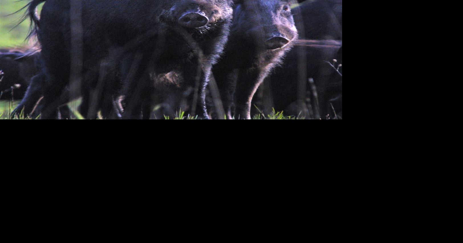 ‘They eat everything’: Wild pigs increase around the Bay Area, causing ...