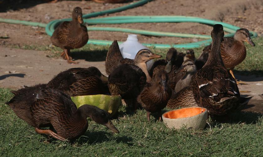 Hanford cat, duck rules get green light | Local News | hanfordsentinel.com