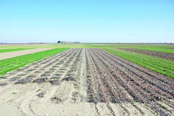 UC study says conservation tillage good for cotton, tomatoes | Local ...
