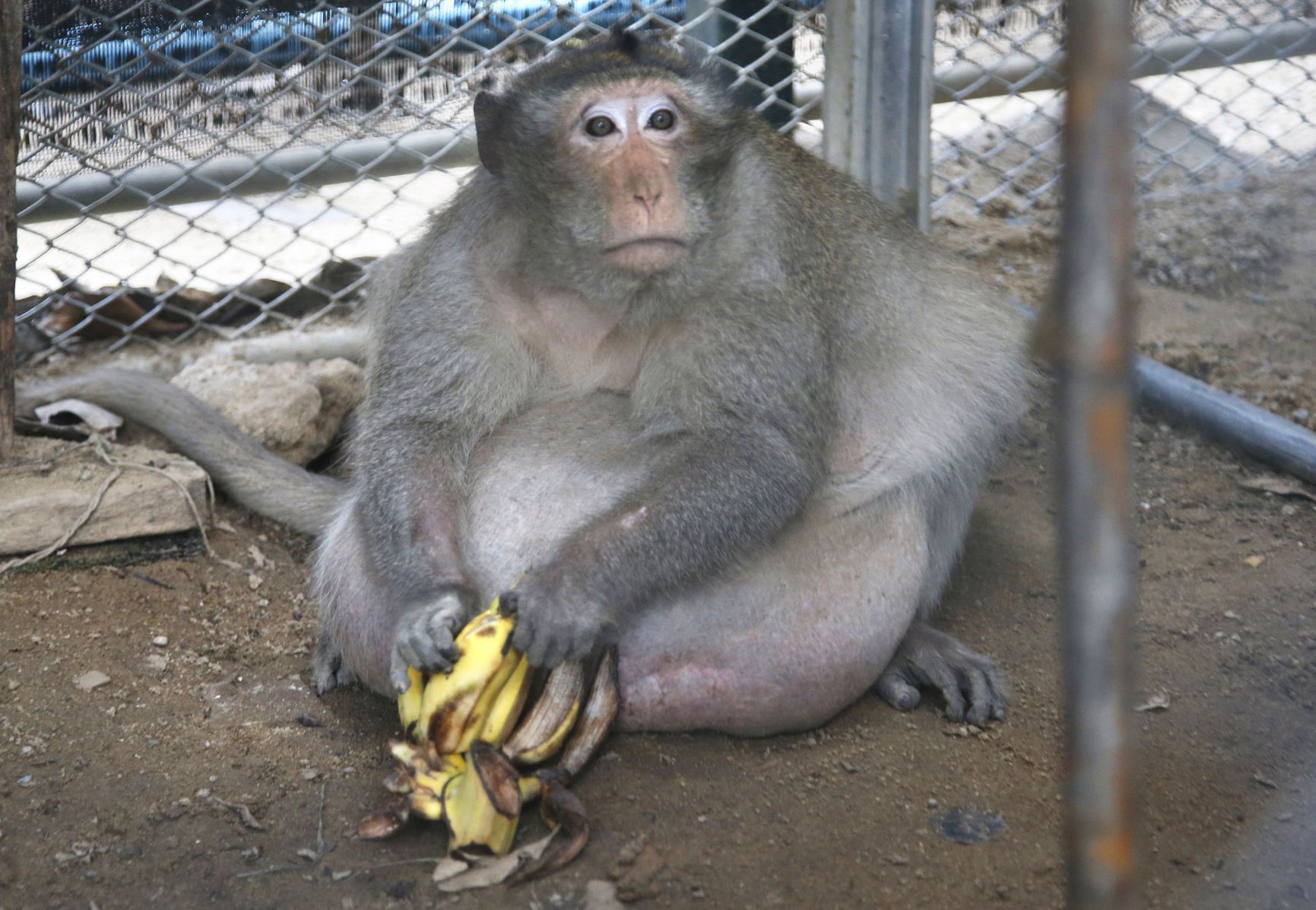 Meet 'Uncle Fat,' Thailand's chunky monkey who's going on a diet ...