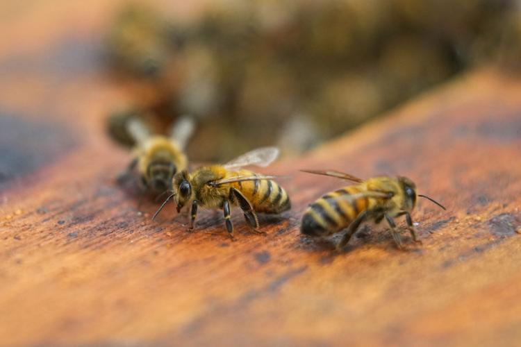 Bees in your garden? Here's the A to Z on bees. | Master Gardener ...