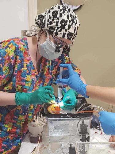 My most memorable patients: Goldfish surgery, baby falcons and more ...