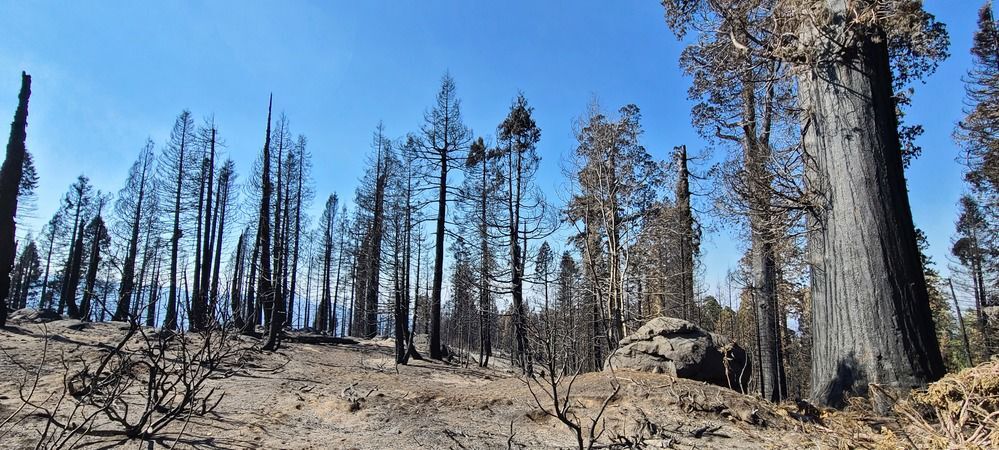One fire killed 10% of all Sequoia, new group aims to protect the rest ...