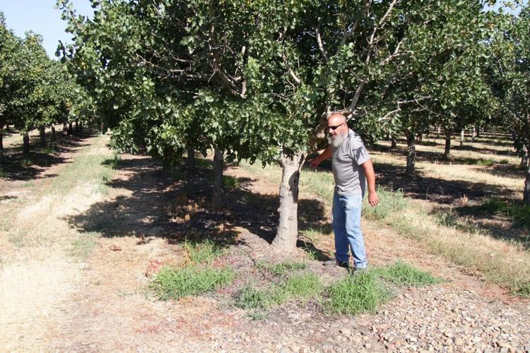 Merced County pistachio farmer still reeling one year after devastating ...