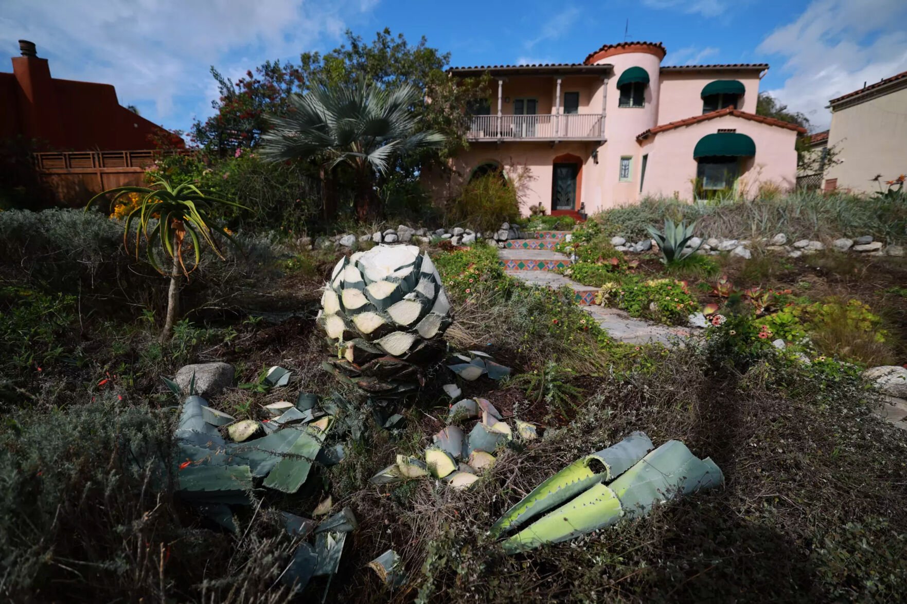 Southern California agave owners have been hacked. What are thieves ...