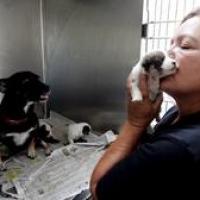 A Hero for Hounds: Lemoore woman named top 10 finalist in Animal Planet ...