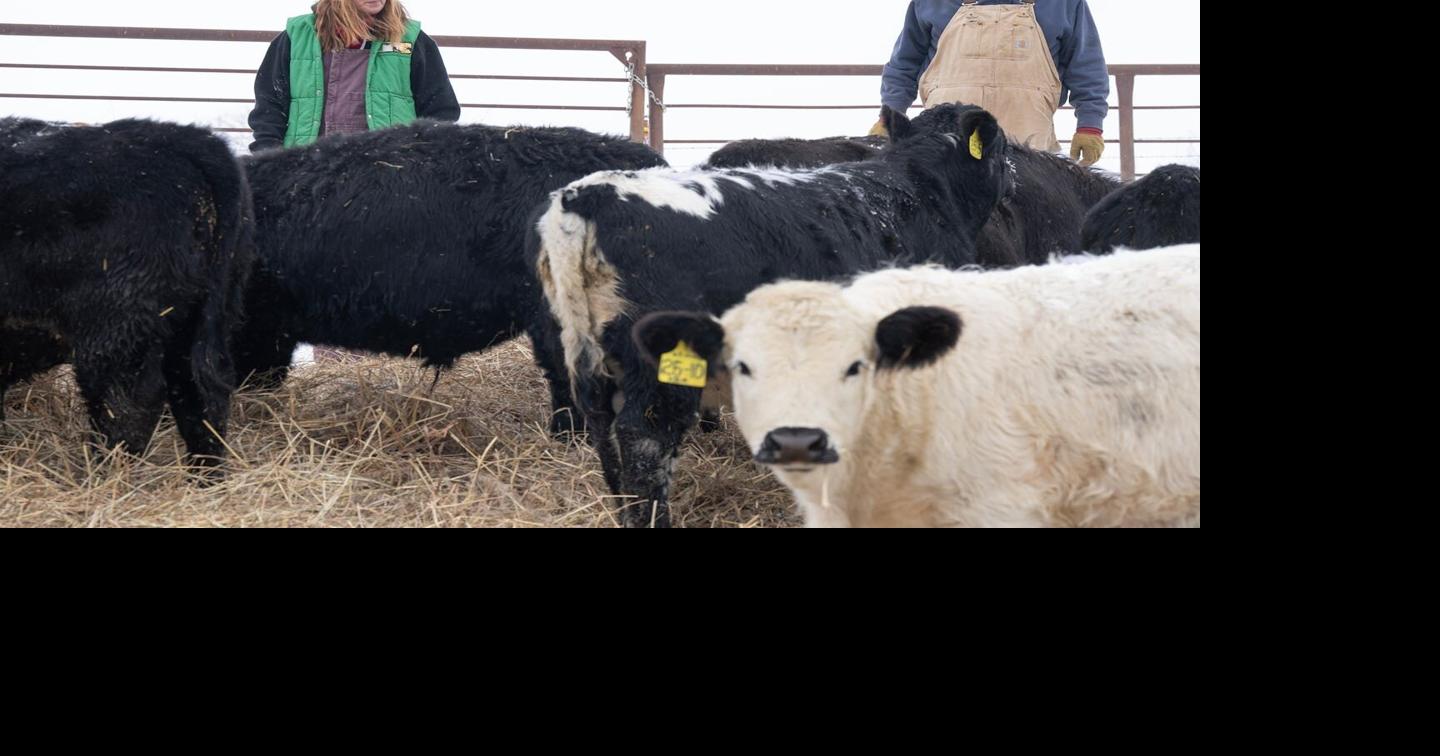 As Minnesota farms falter, so do farm families | business ...