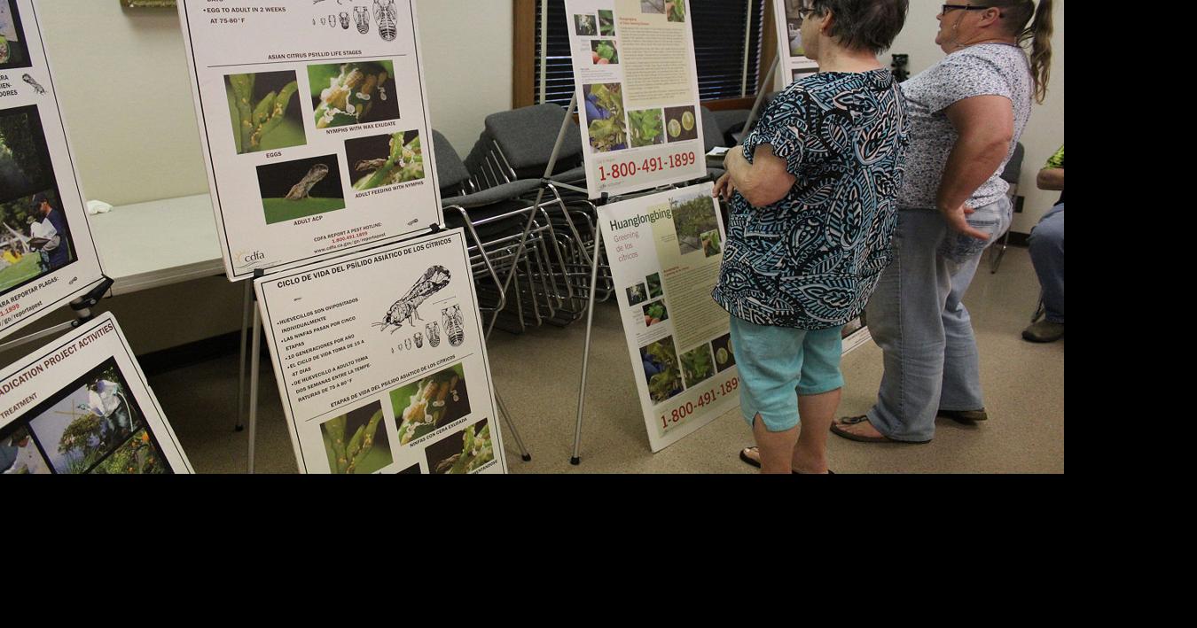 Meeting discusses psyllid infestation | Local News | Selma / Kingsburg ...