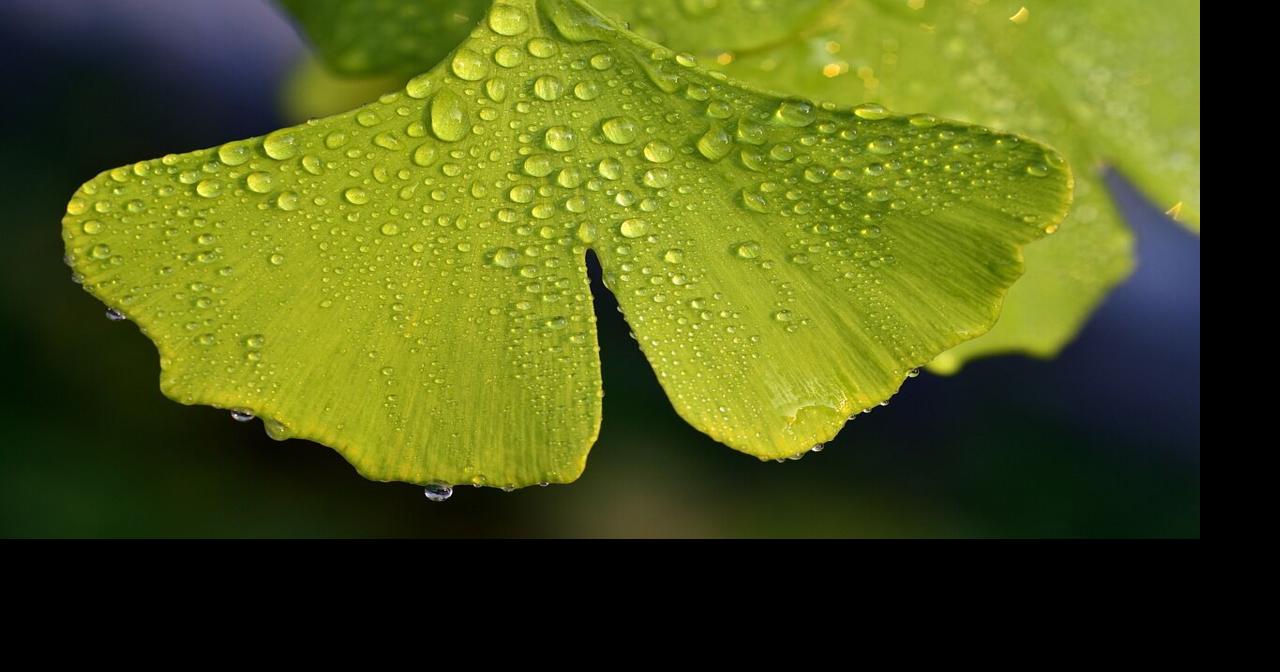 Meet the ginkgo tree | Master Gardener | Home and Garden ...