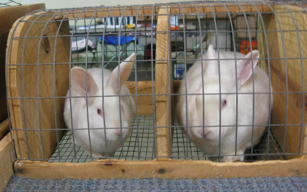 Rabbits abound at fairgrounds breeders show | | hanfordsentinel.com