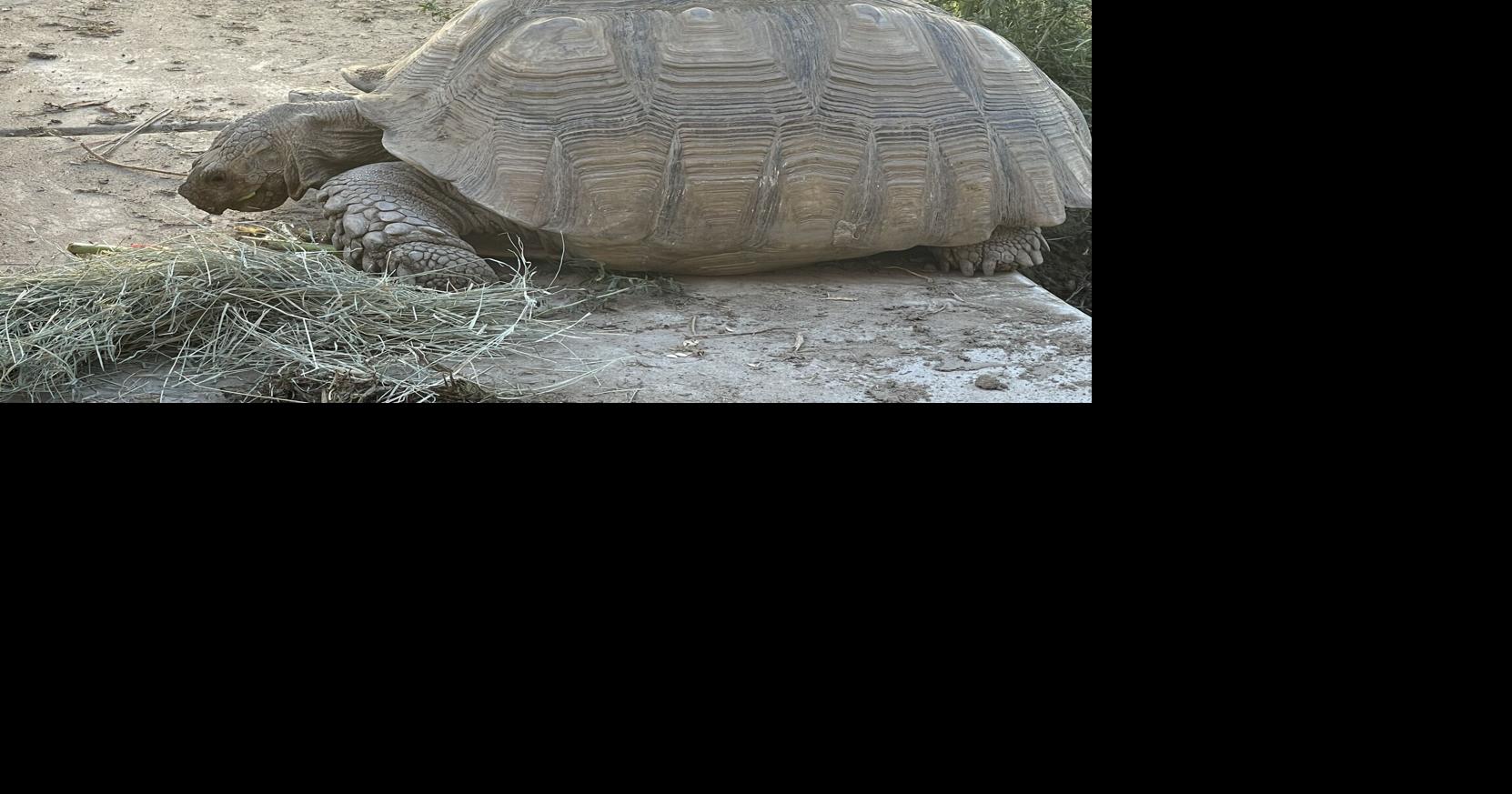 The tale of the transient tortoise | Ask Dr. Kait | Lifestyles ...