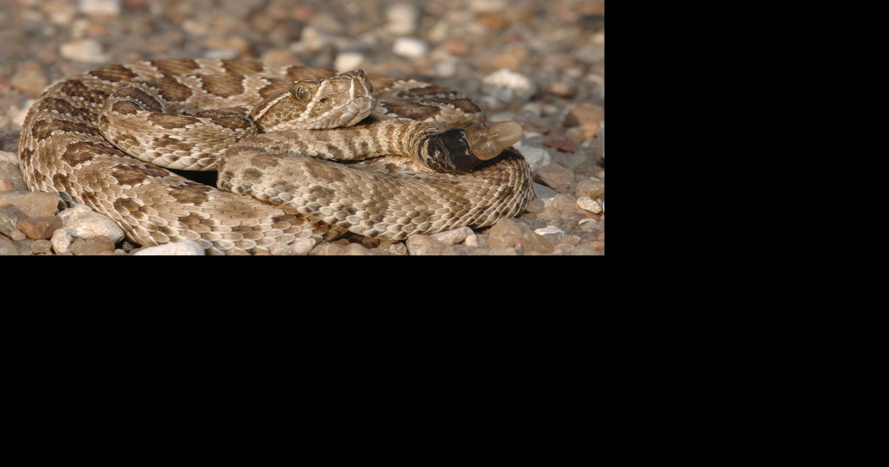 Have you seen these snakes in California? Why you shouldn’t kill them ...