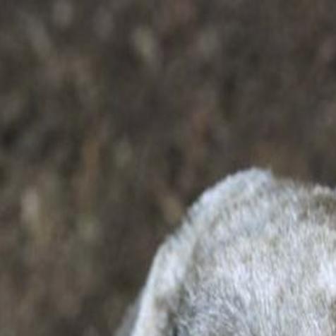 eastern mole predators