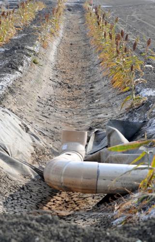 Lemoore farmer claims Olam tomato-processing plant ruins crops | Local ...