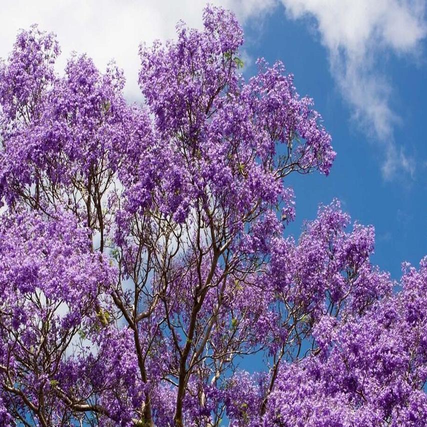 jacaranda tree florida