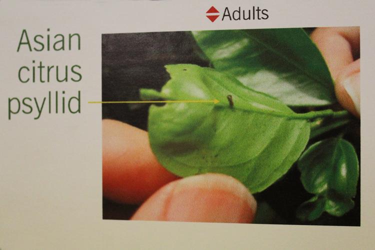 Meeting discusses psyllid infestation | Local News | Selma / Kingsburg ...