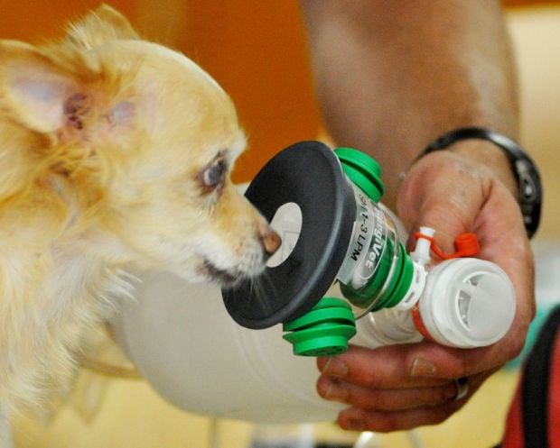 Pet oxygen masks donated to HFD | Local News | hanfordsentinel.com