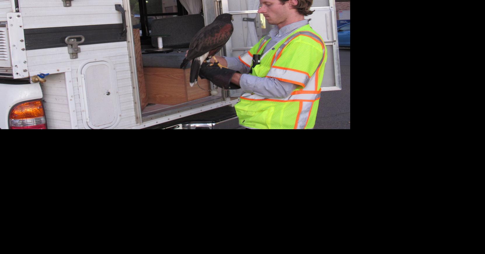 Hawk takes over downtown | Local News | hanfordsentinel.com