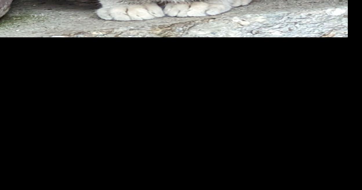 Cats love us on their terms | Gene Lyons | Columnist | hanfordsentinel.com