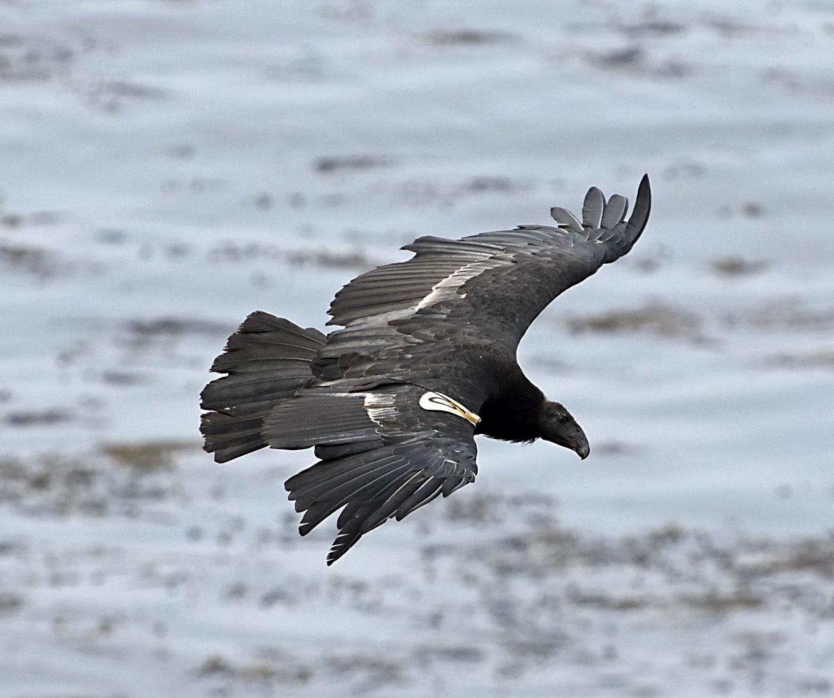 Flight of the California condor | Local News | hanfordsentinel.com