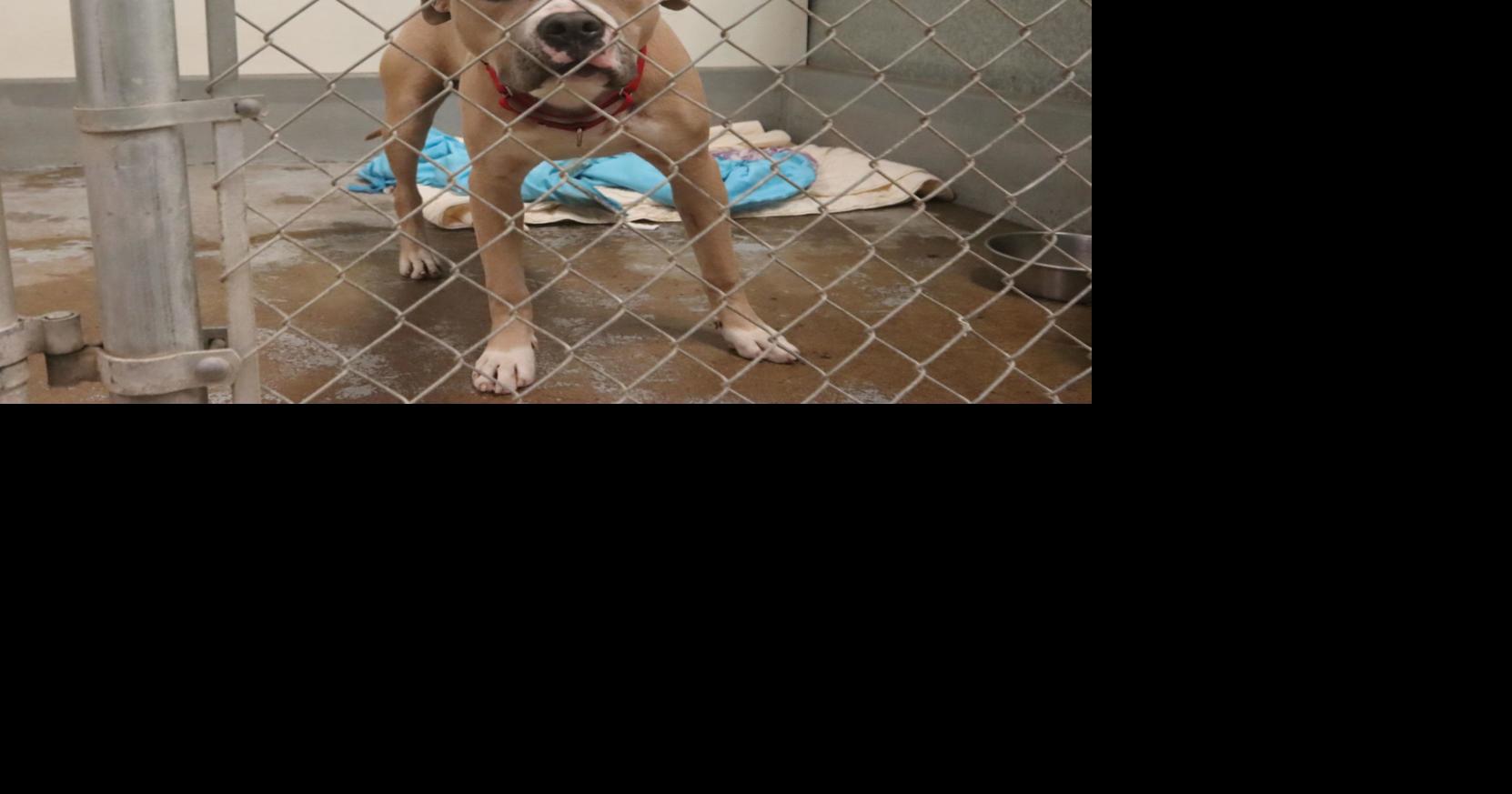 Lemoore, Avenal partner to shelter stray animals | Local News | Selma ...