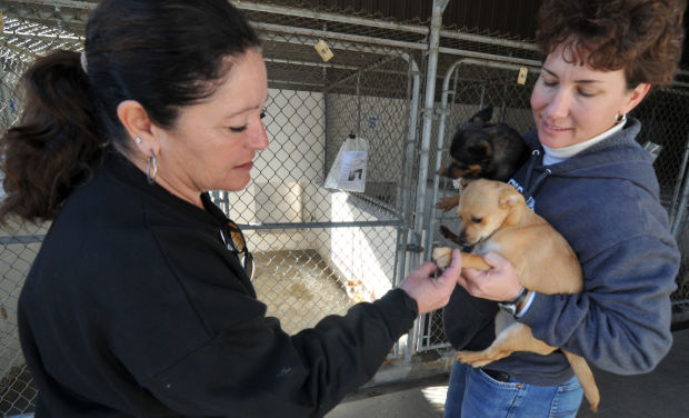 County Animal Services has lower euthanasia rate in 2012 | Local News ...
