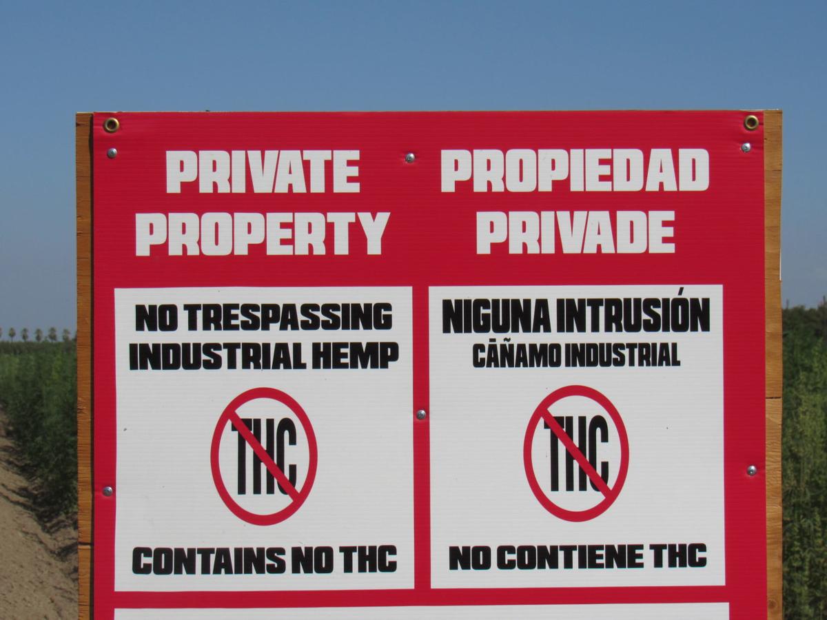 Kings County growers ready for hemp harvest, what the public should ...