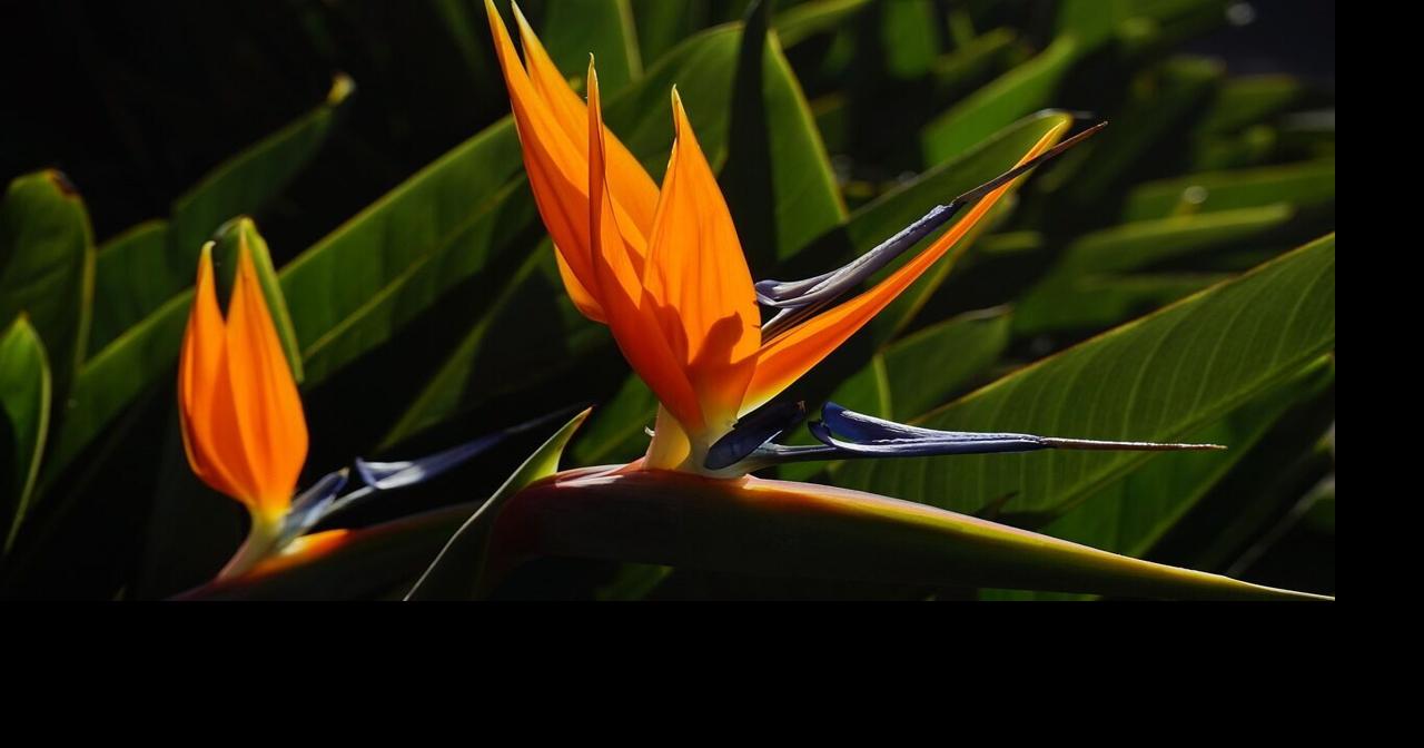 The red bird-of-paradise is interesting, unusual | Master Gardener ...