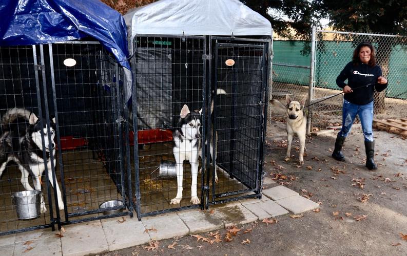 Selma animal shelter forced to close, leaving nearly 100 animals in ...