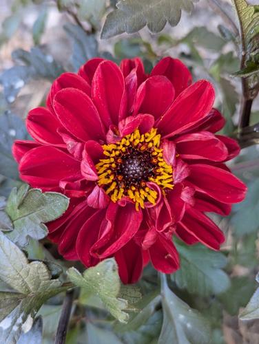 Summer warmth continues into autumn | Tony Tomeo | Home and Garden ...